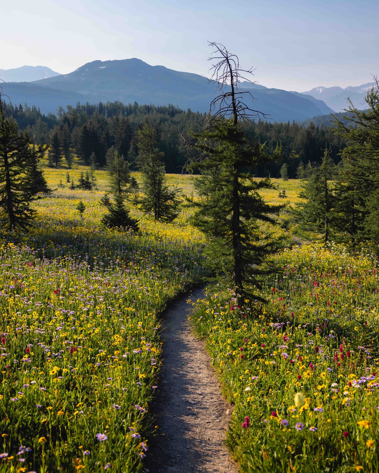 The Best Wildflower Hike in Banff: Healy Pass – Angela Liguori