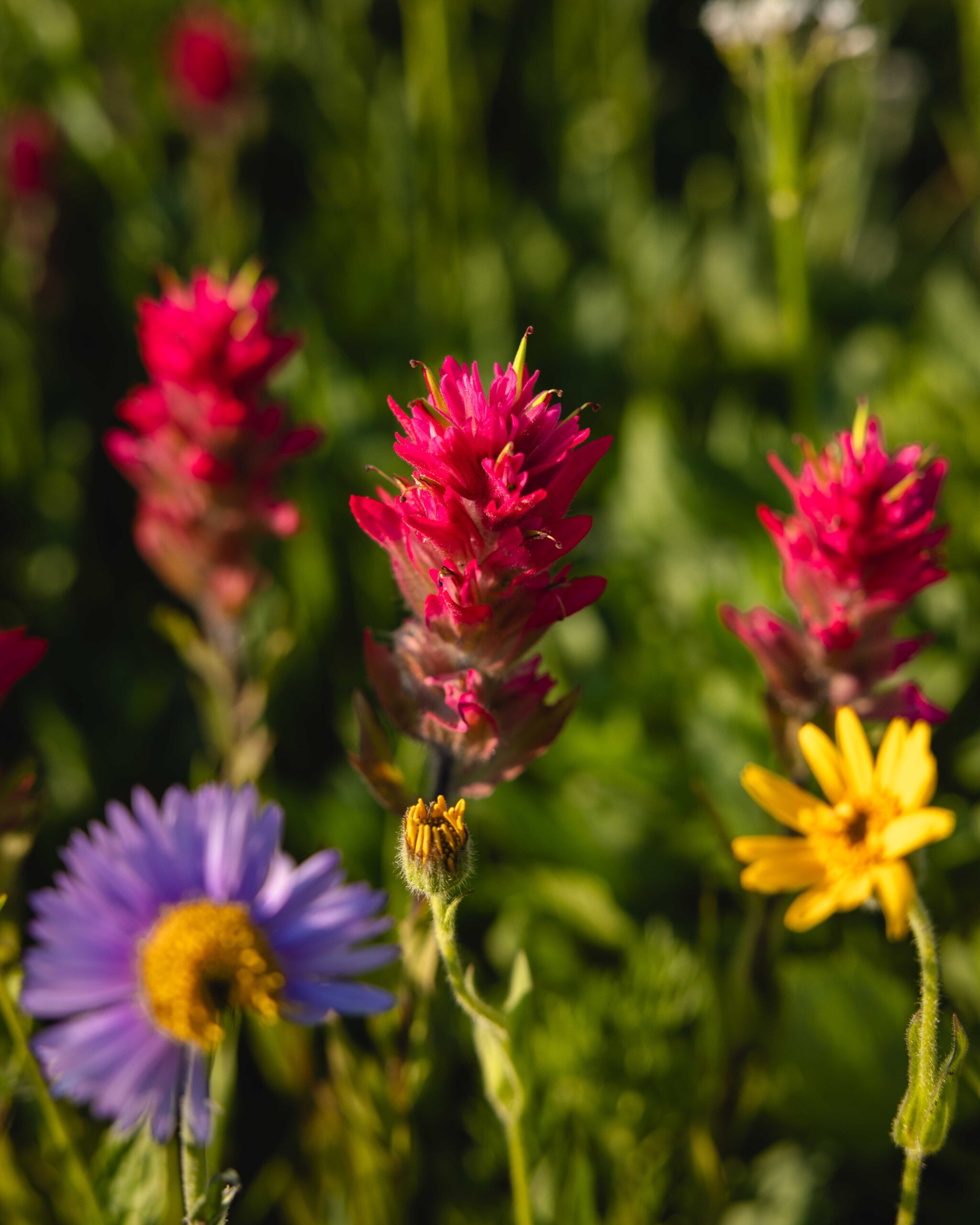 The Best Wildflower Hike in Banff: Healy Pass – Angela Liguori