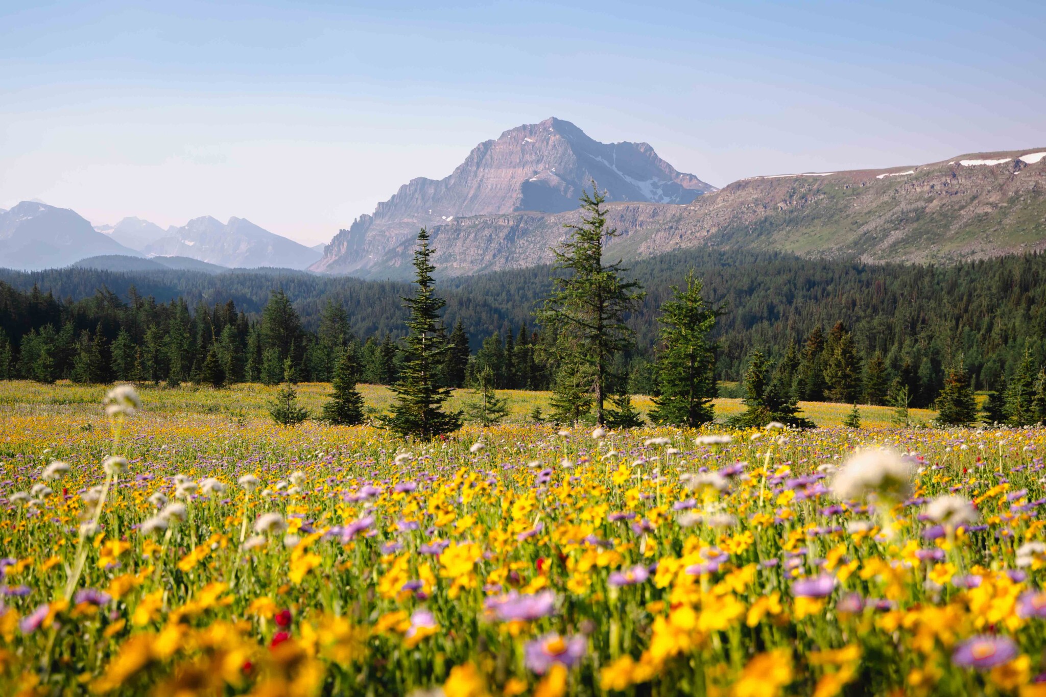 The Best Wildflower Hike in Banff: Healy Pass – Angela Liguori